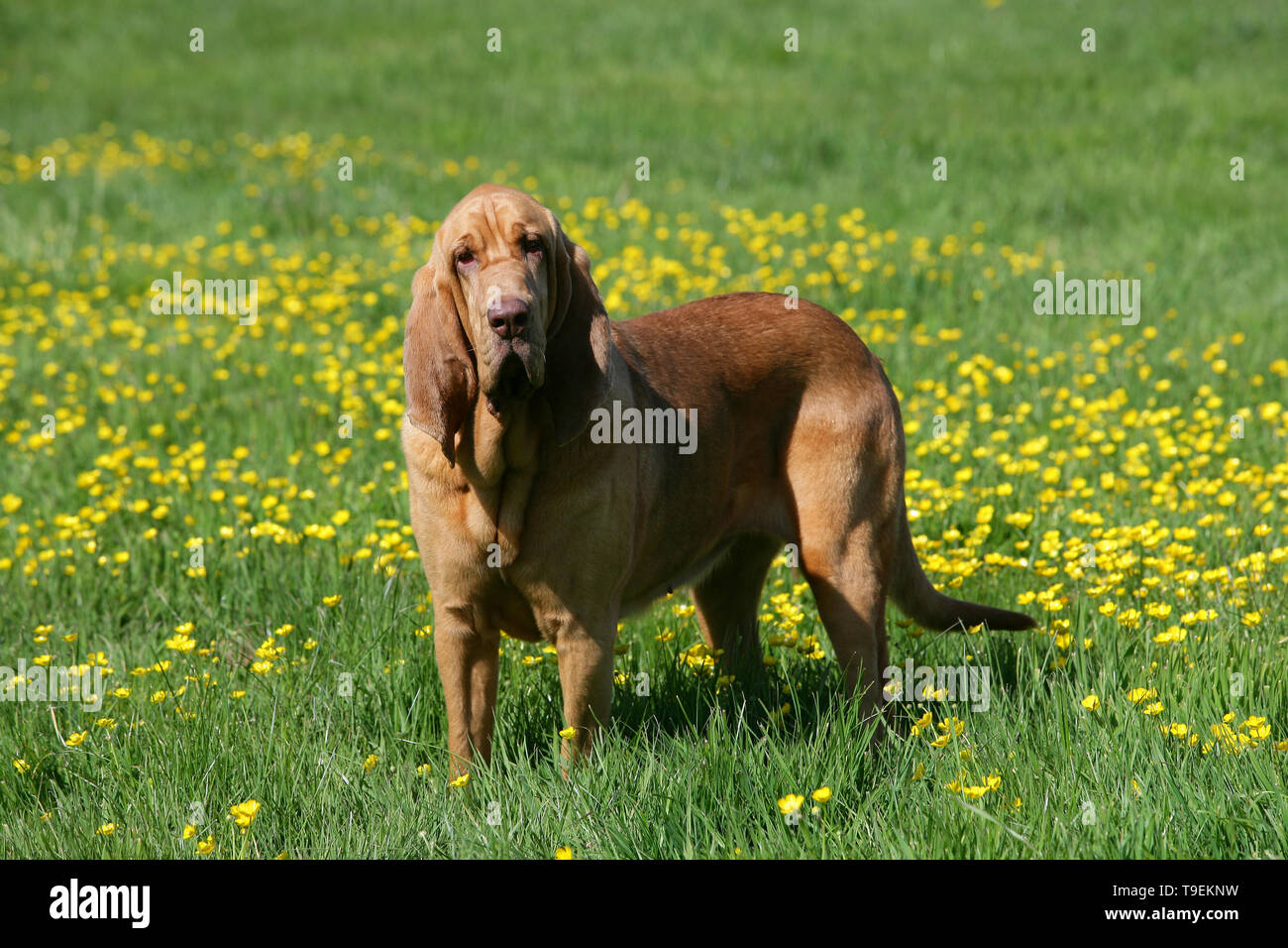 Bloodhound Sniffing High Resolution Stock Photography and Images - Alamy