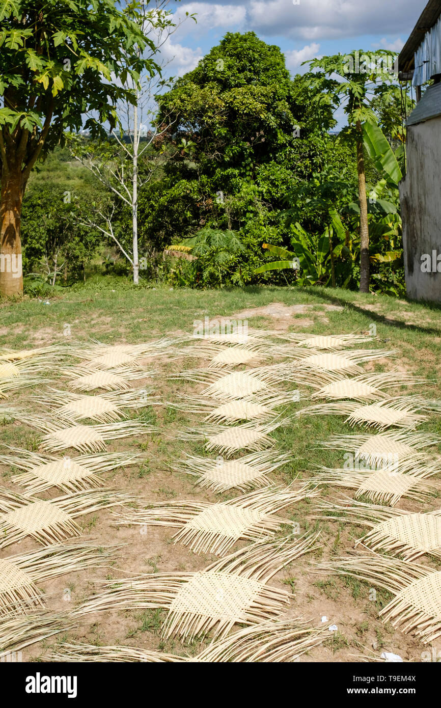 Braided palm tree leaves for bowls making are being sun dried on Padre ...