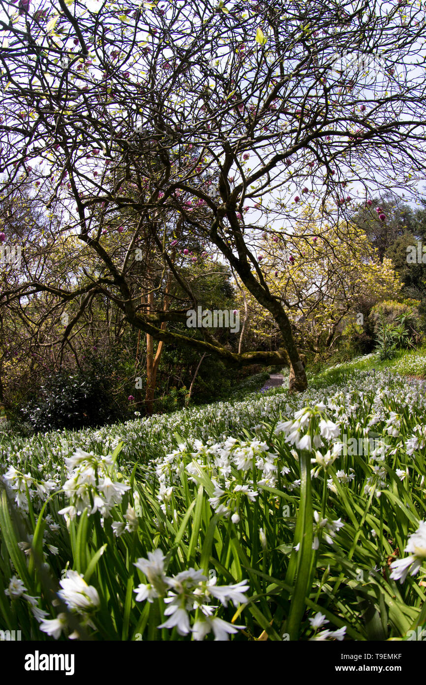 Coleton Fishacre is a property consisting of a 24-acre garden and a ...