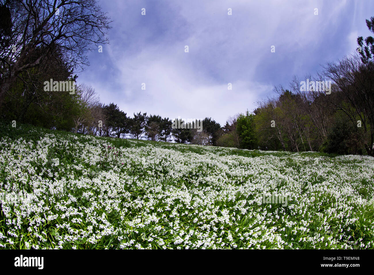 Coleton Fishacre is a property consisting of a 24-acre garden and a ...