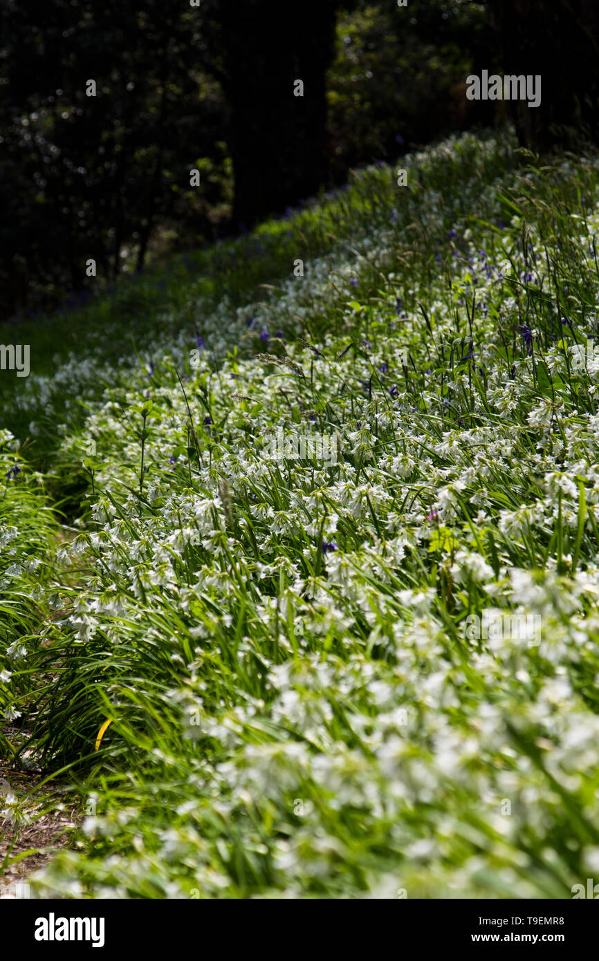 Coleton Fishacre is a property consisting of a 24-acre garden and a ...