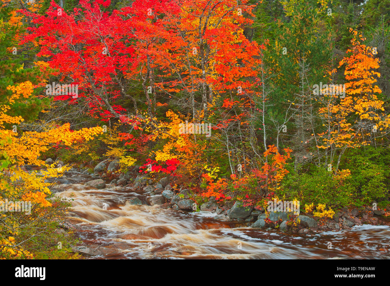 Acadian colours hi-res stock photography and images - Alamy
