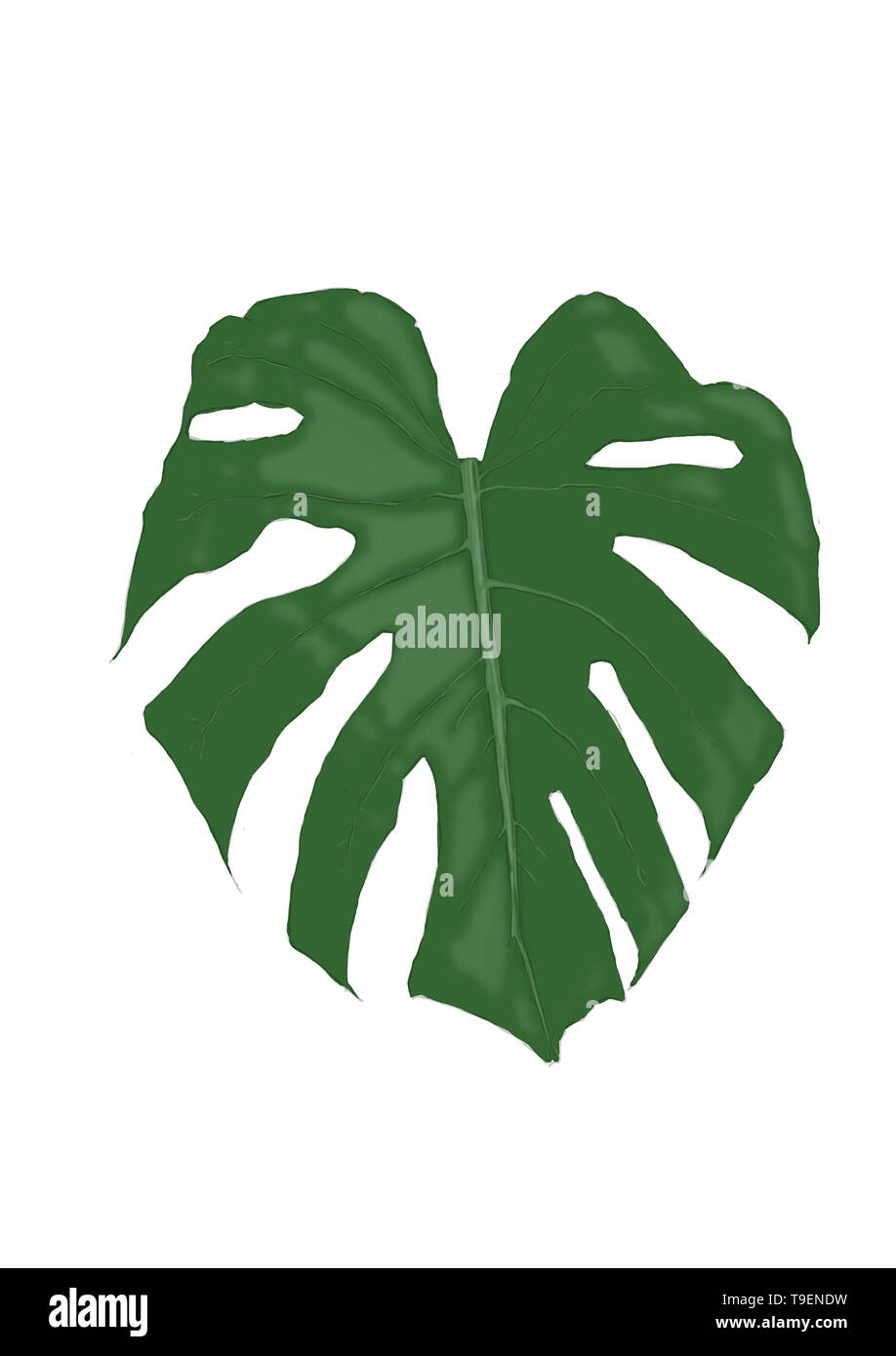 Monstera wild plant Cut Out Stock Images & Pictures - Alamy