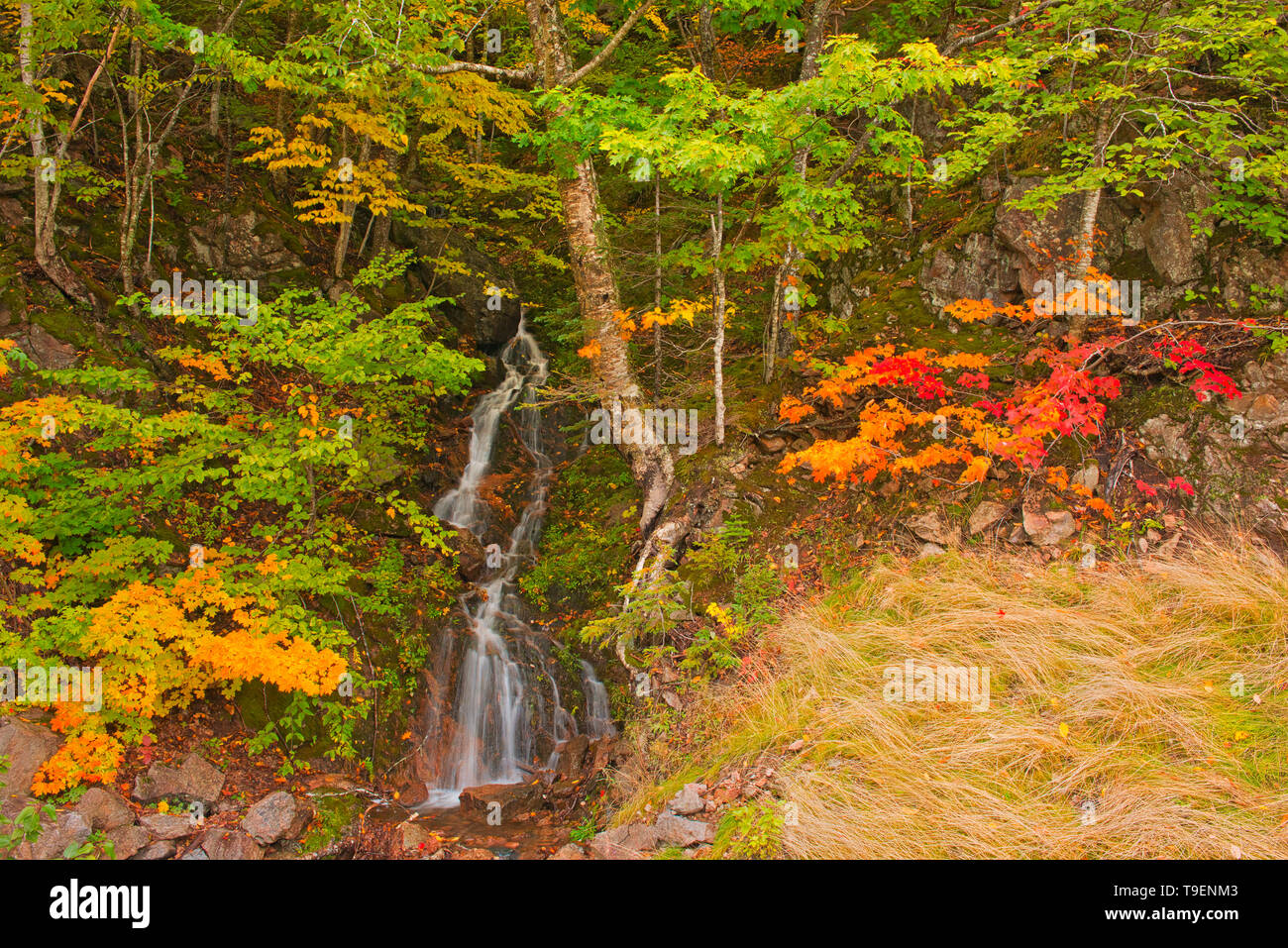 Little waterfall and Acadian forest in autumn foliage Cape North Nova ...
