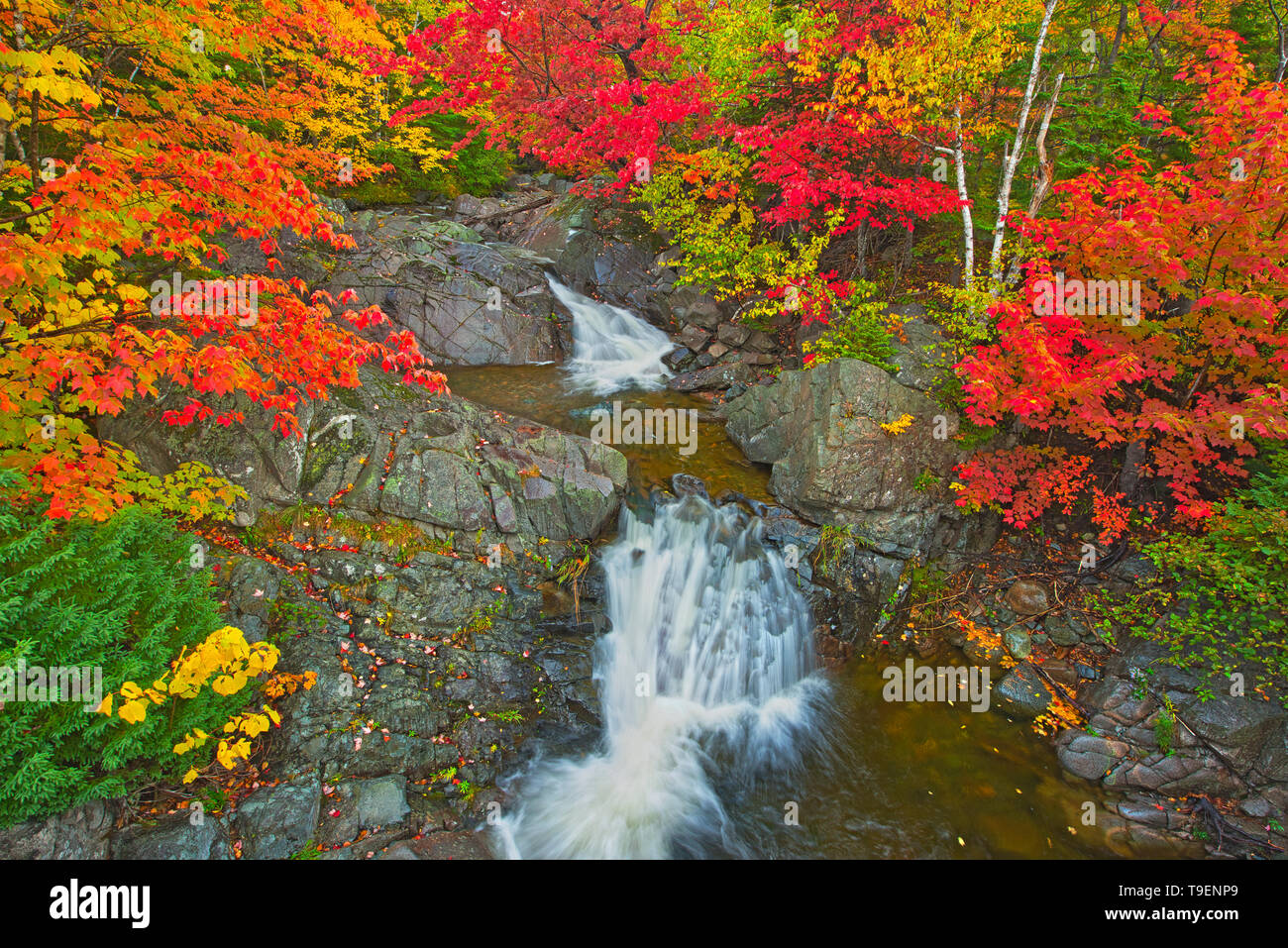 Morrison Brook and the Acadian forest in autumn foliage Cape Breton ...