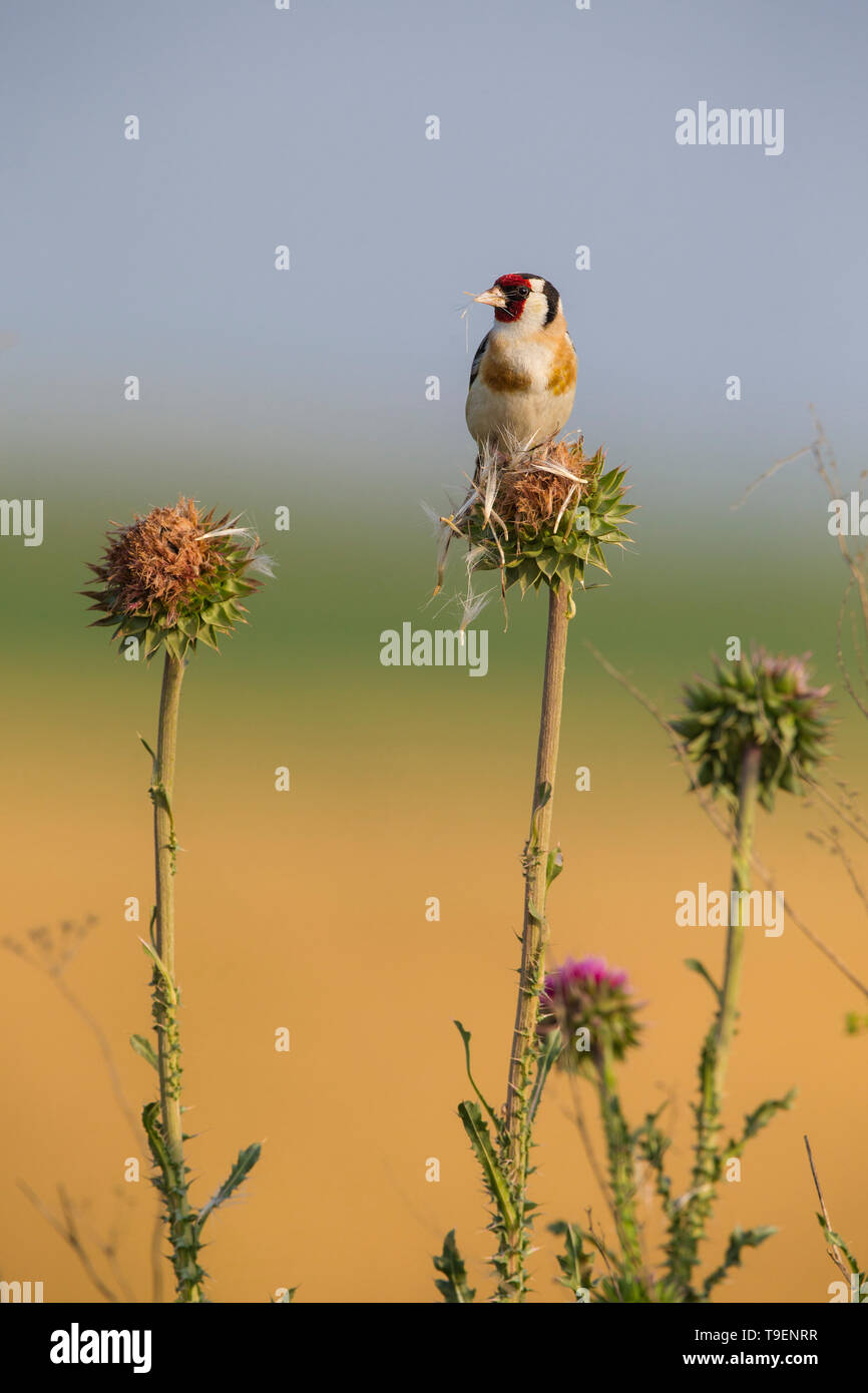 Goldfinch and thistle hi-res stock photography and images - Alamy