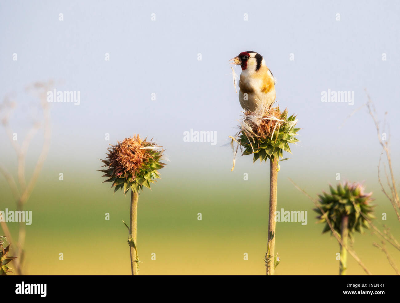 Goldfinch eating seeds hi-res stock photography and images - Alamy
