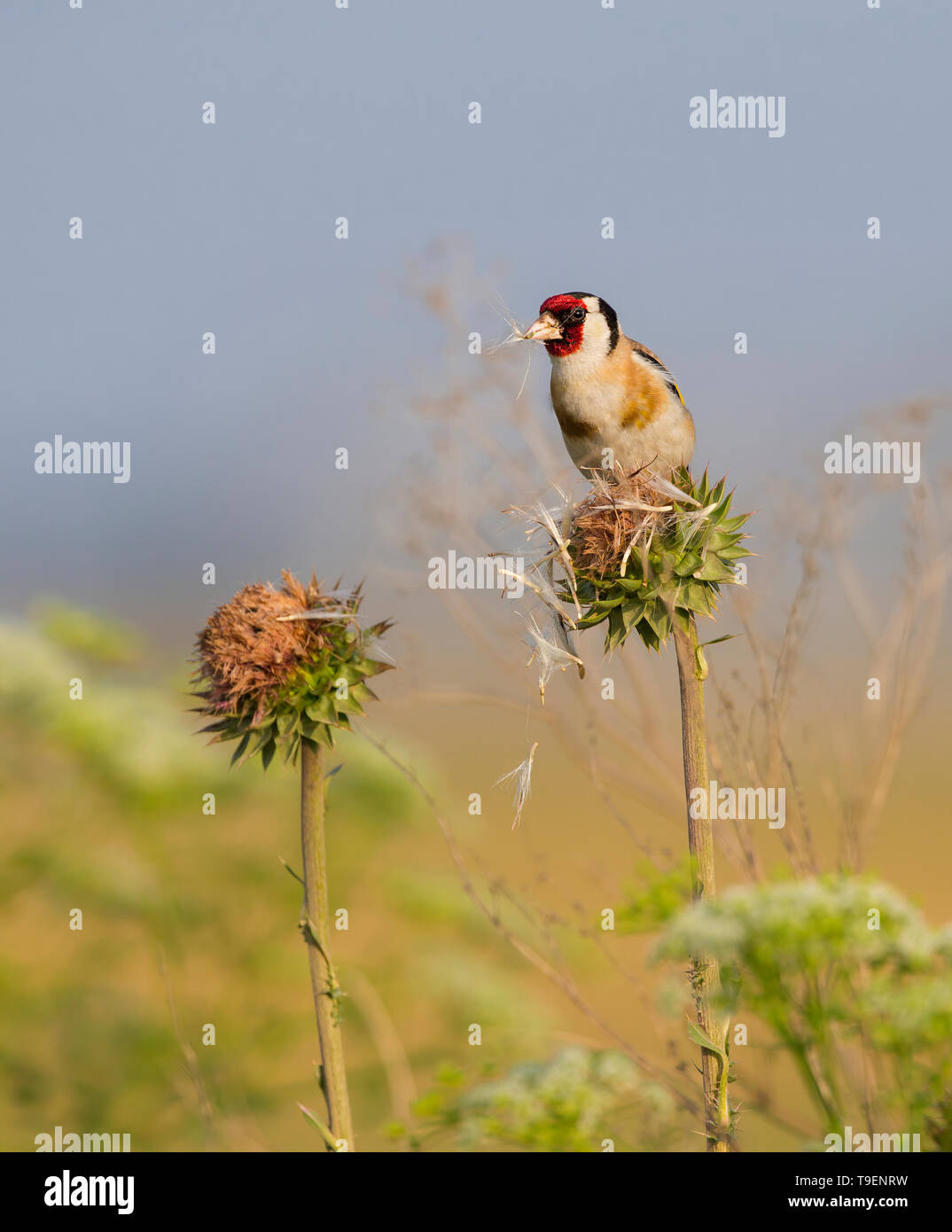 Goldfinch eating seeds hi-res stock photography and images - Alamy
