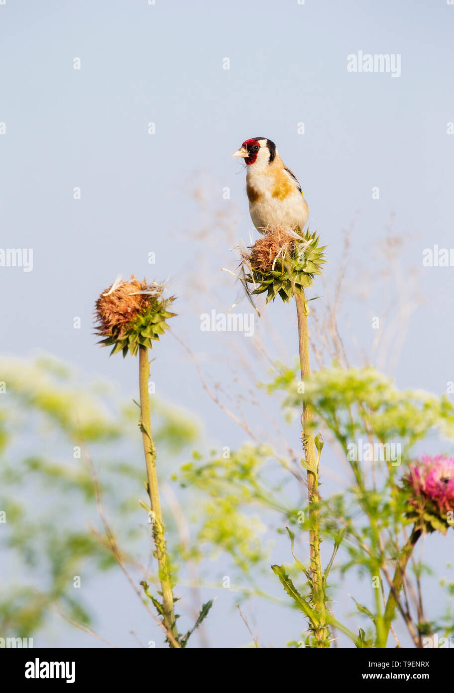 Goldfinch and thistle hi-res stock photography and images - Alamy