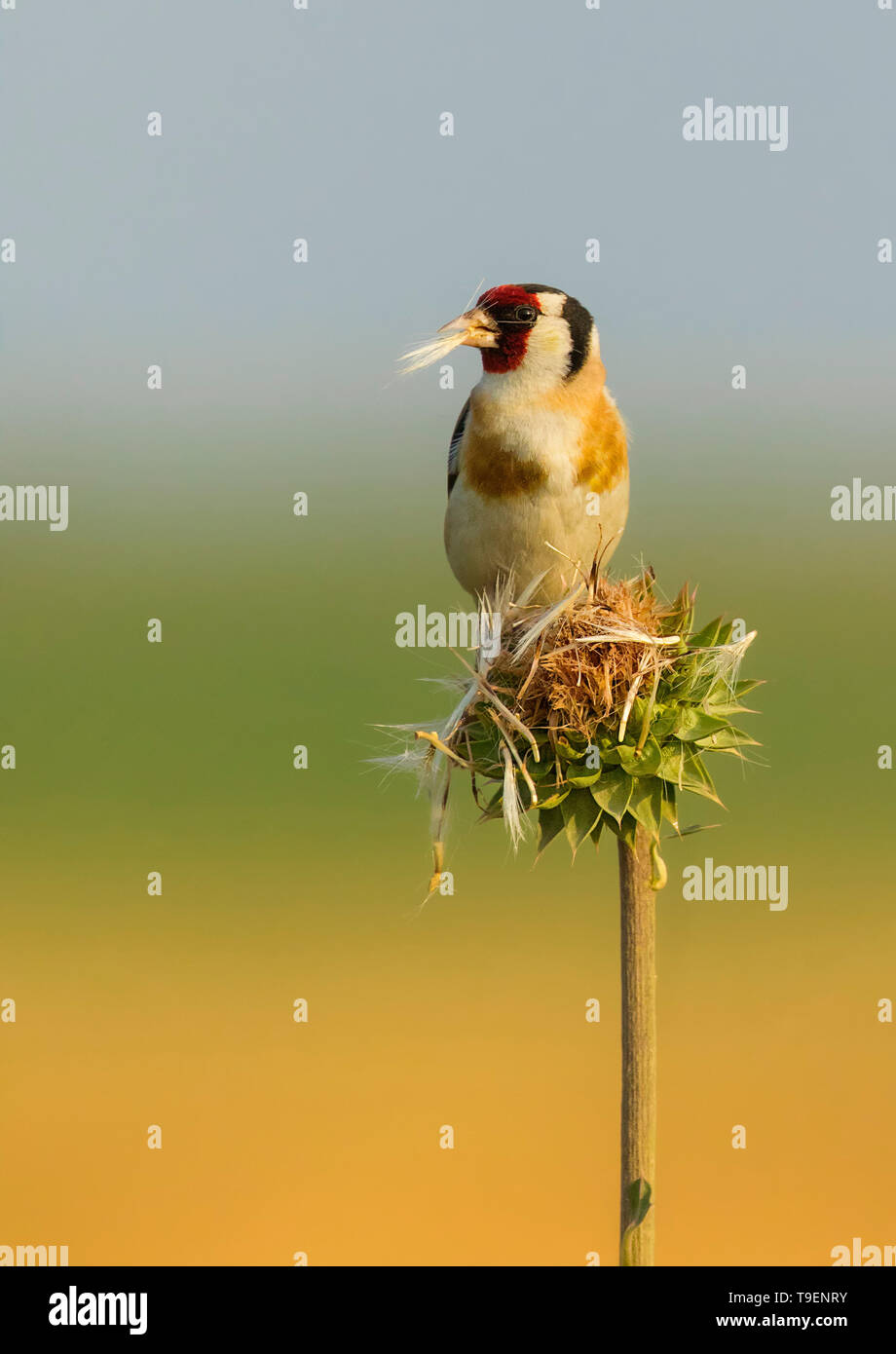 Romania seed hi-res stock photography and images - Alamy