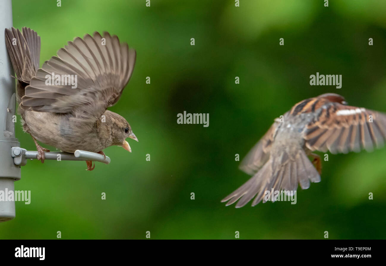 Having a look Stock Photo - Alamy