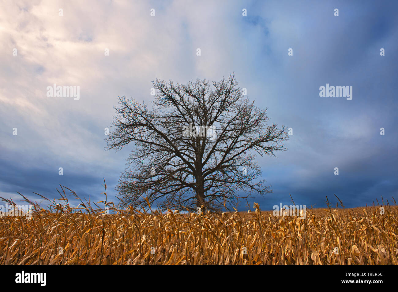 Tree, corn crop and storm clouds, Foresters Falls, Ontario, Canada ...