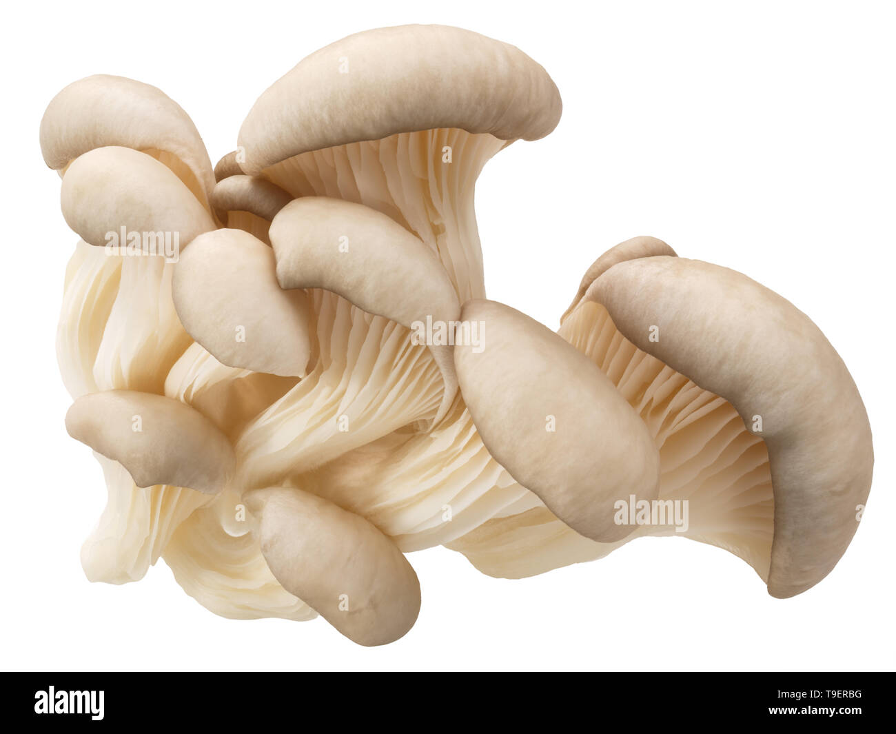 Pleurotus Mushroom Benefits at Mary Loomis blog