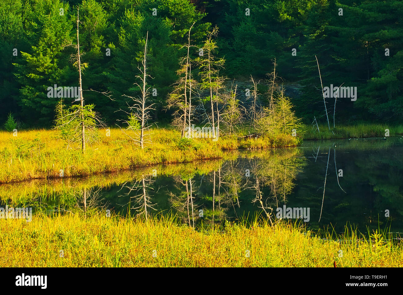 Lake Opeongo wetland Algonquin Provincial Park Ontario Canada Stock ...