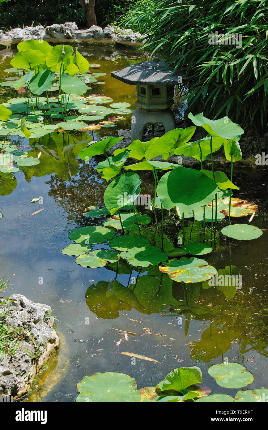 Japanese water pond in a garden Stock Photo - Alamy