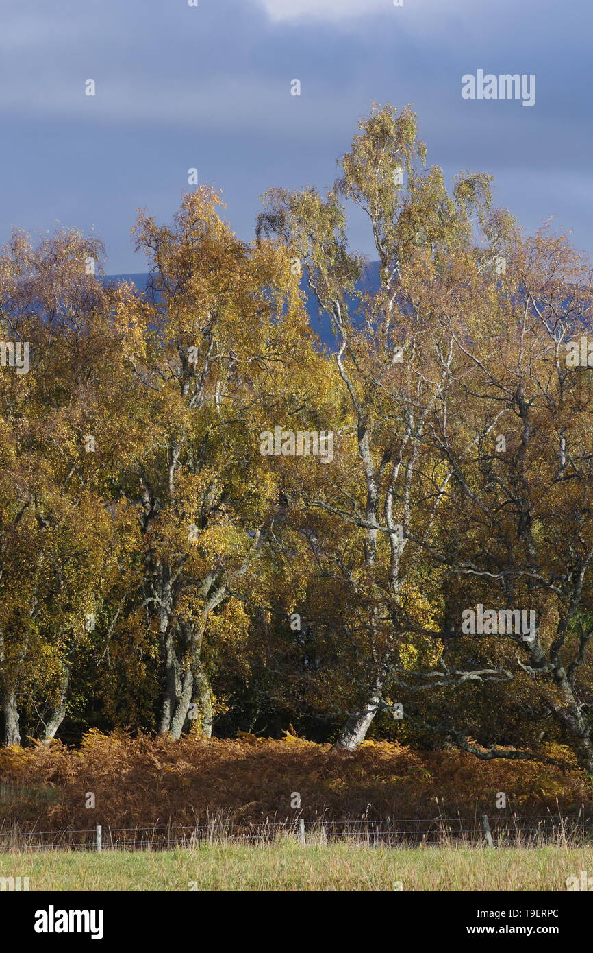 Golden Foliage of Silver Birch Woodland in Autumn against a Grey Sky ...