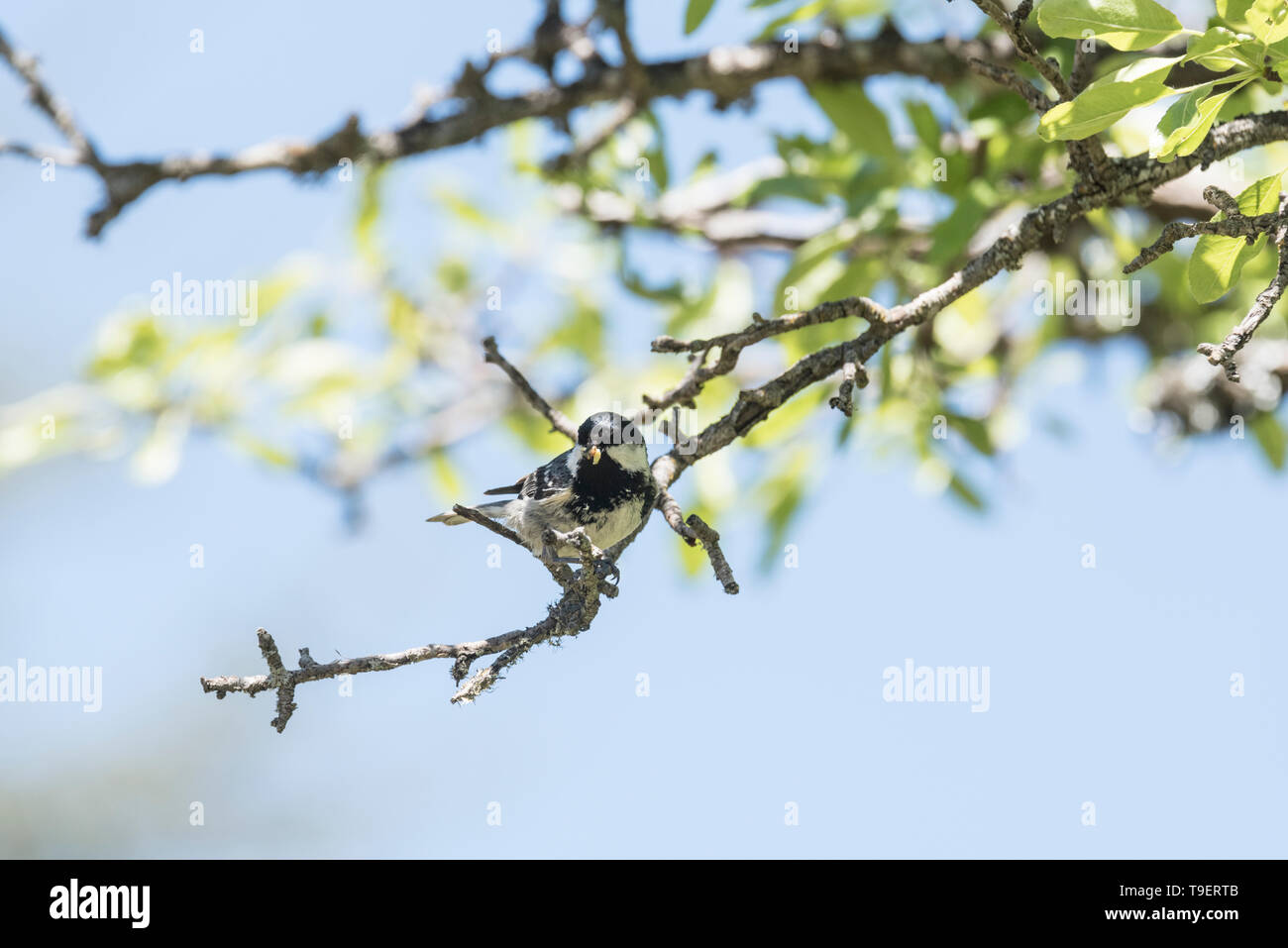 Coal Tit (Periparus ater) with food for its hatchlings Stock Photo - Alamy