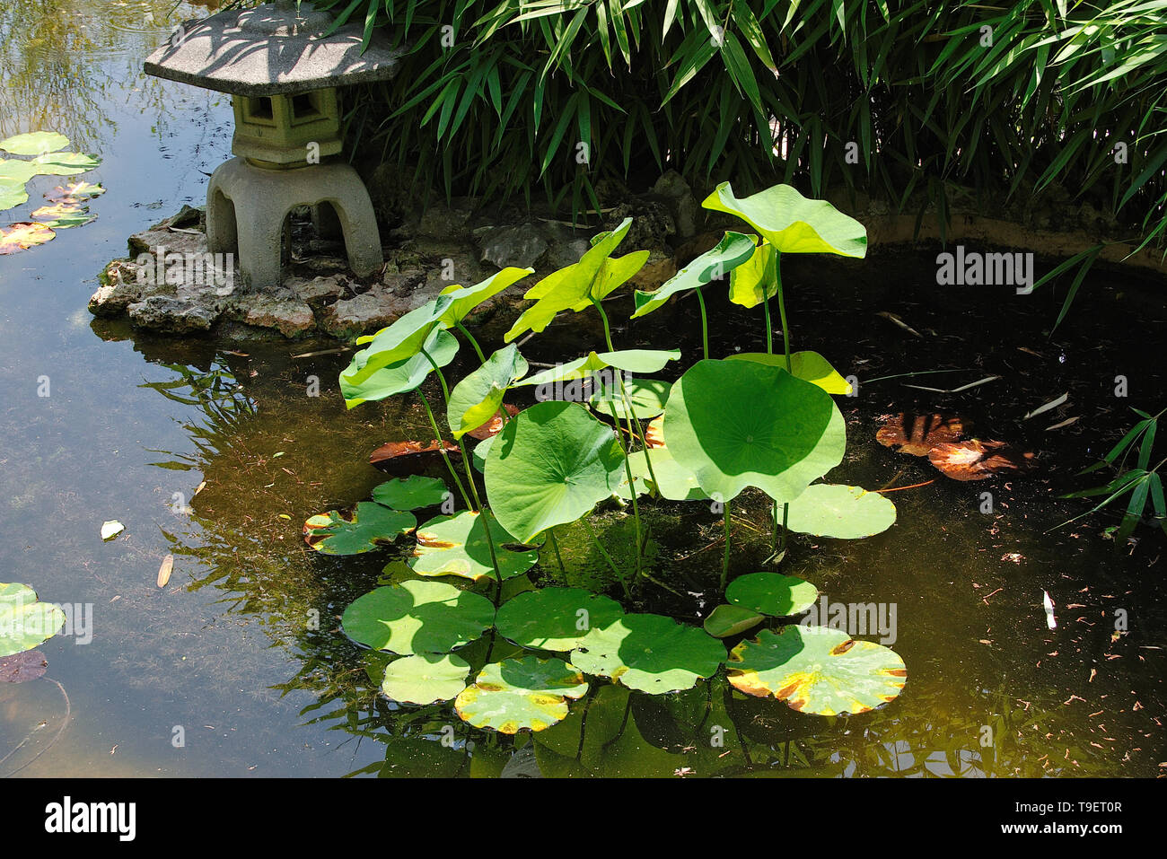Japanese water pond in a garden Stock Photo - Alamy