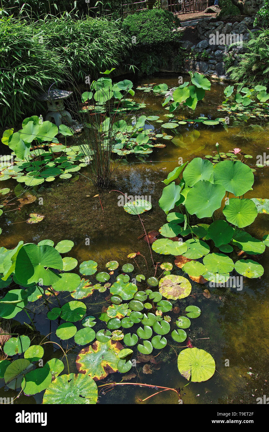Japanese water pond in a garden Stock Photo - Alamy