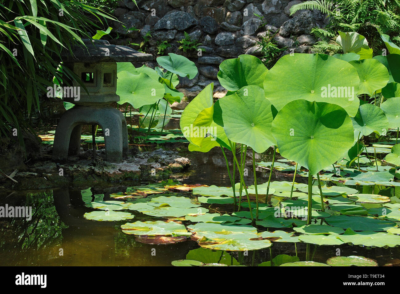 Japanese water pond in a garden Stock Photo - Alamy