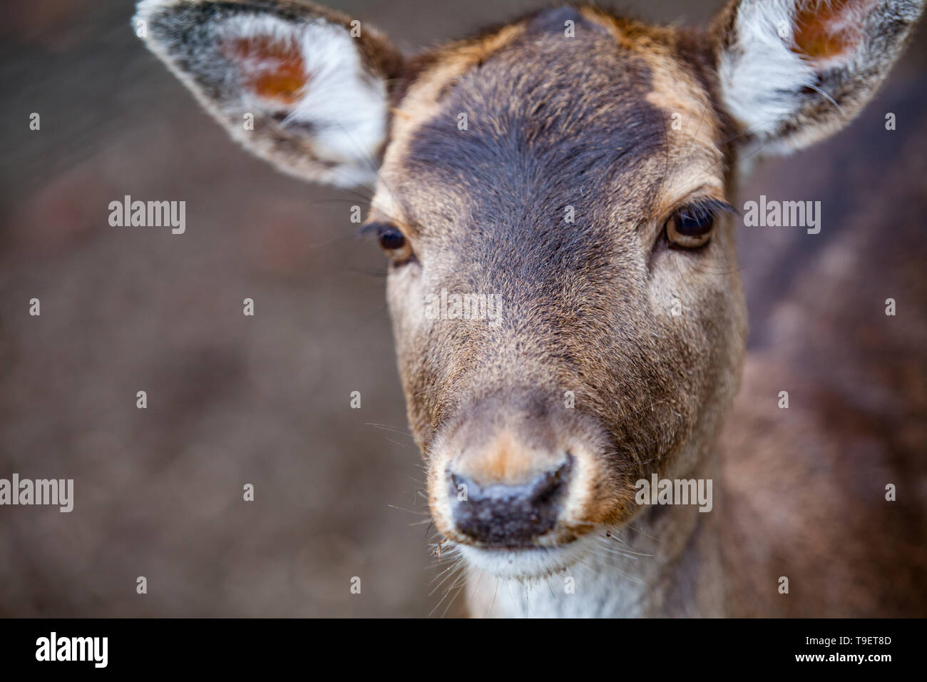 Beautiful wild deer big eyes hi-res stock photography and images - Alamy