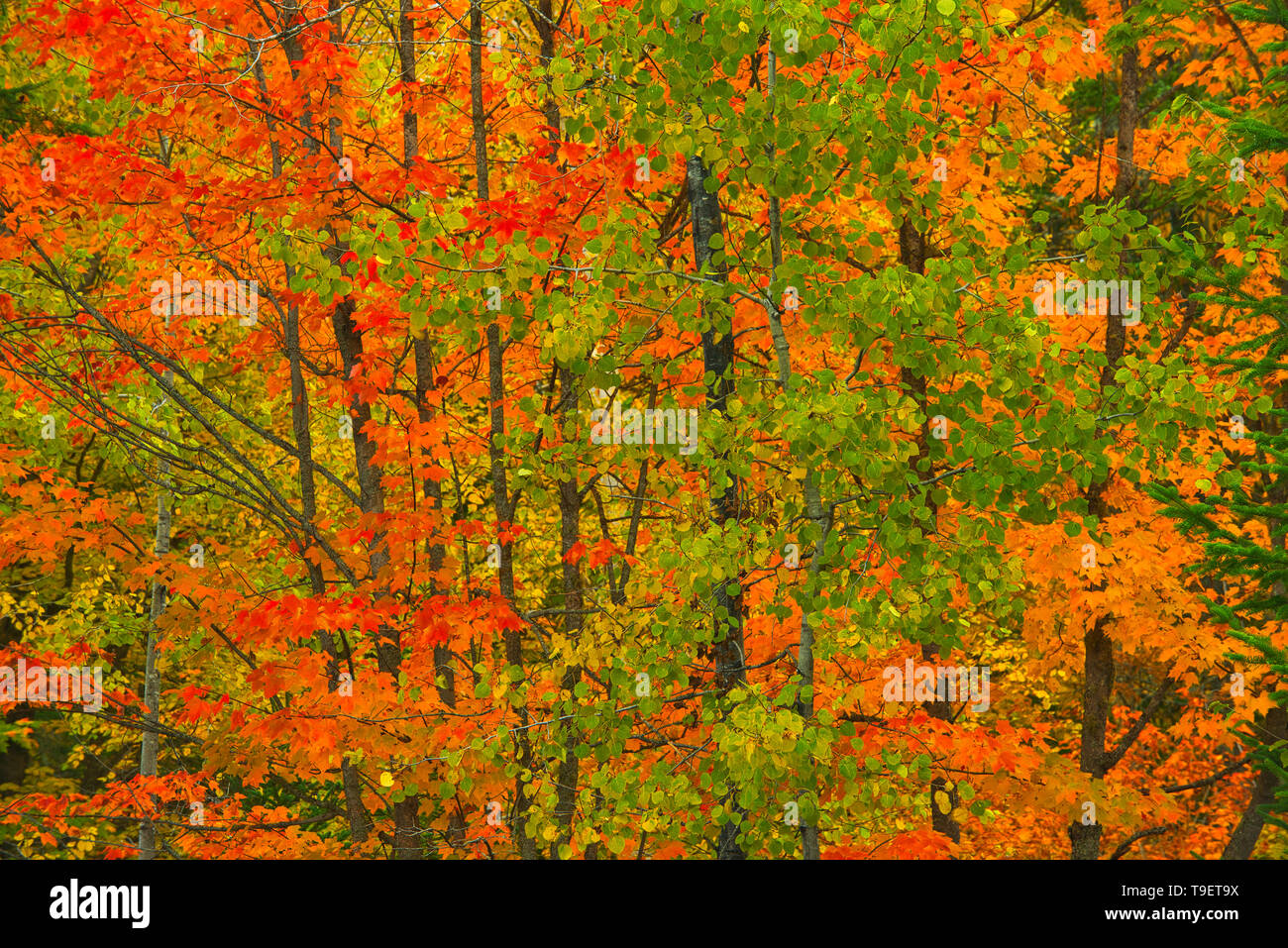 La Mauricie High Resolution Stock Photography and Images - Alamy