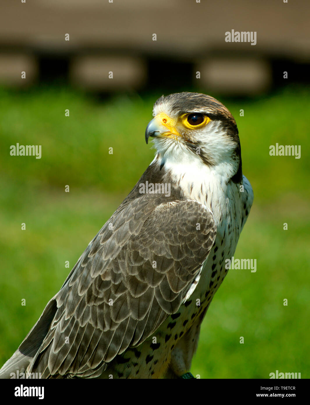 Falco biarmicus uk hi-res stock photography and images - Alamy