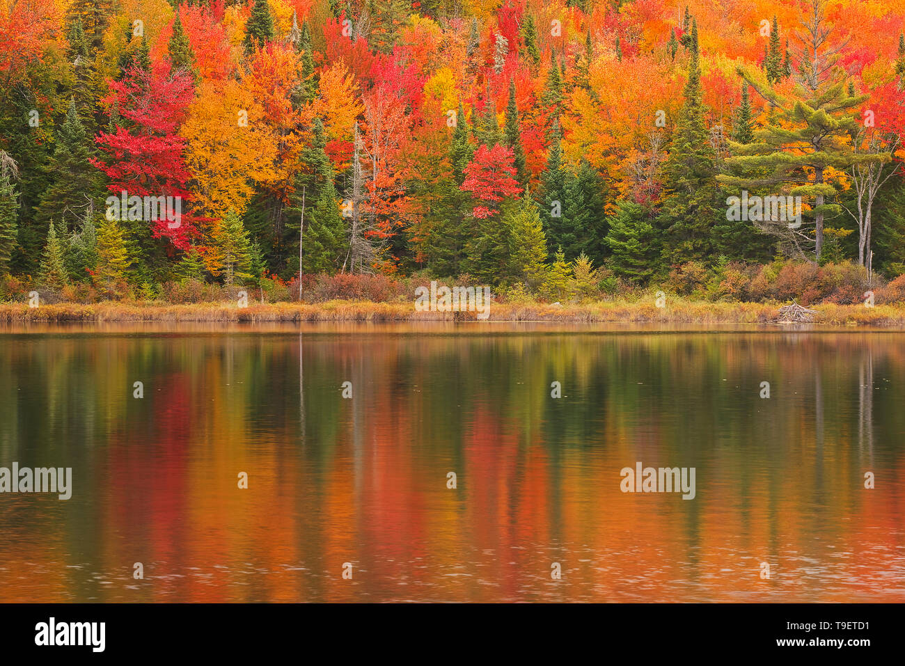 Autumn colors reflected in Lac à Sam in the Laurentian Mountains. Great ...