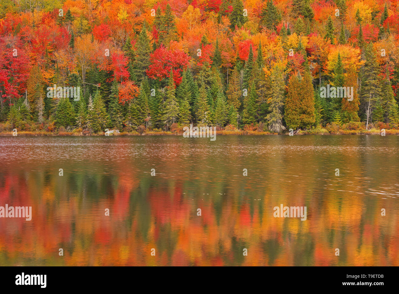 Quebec autumn laurentian mountains hi-res stock photography and images ...