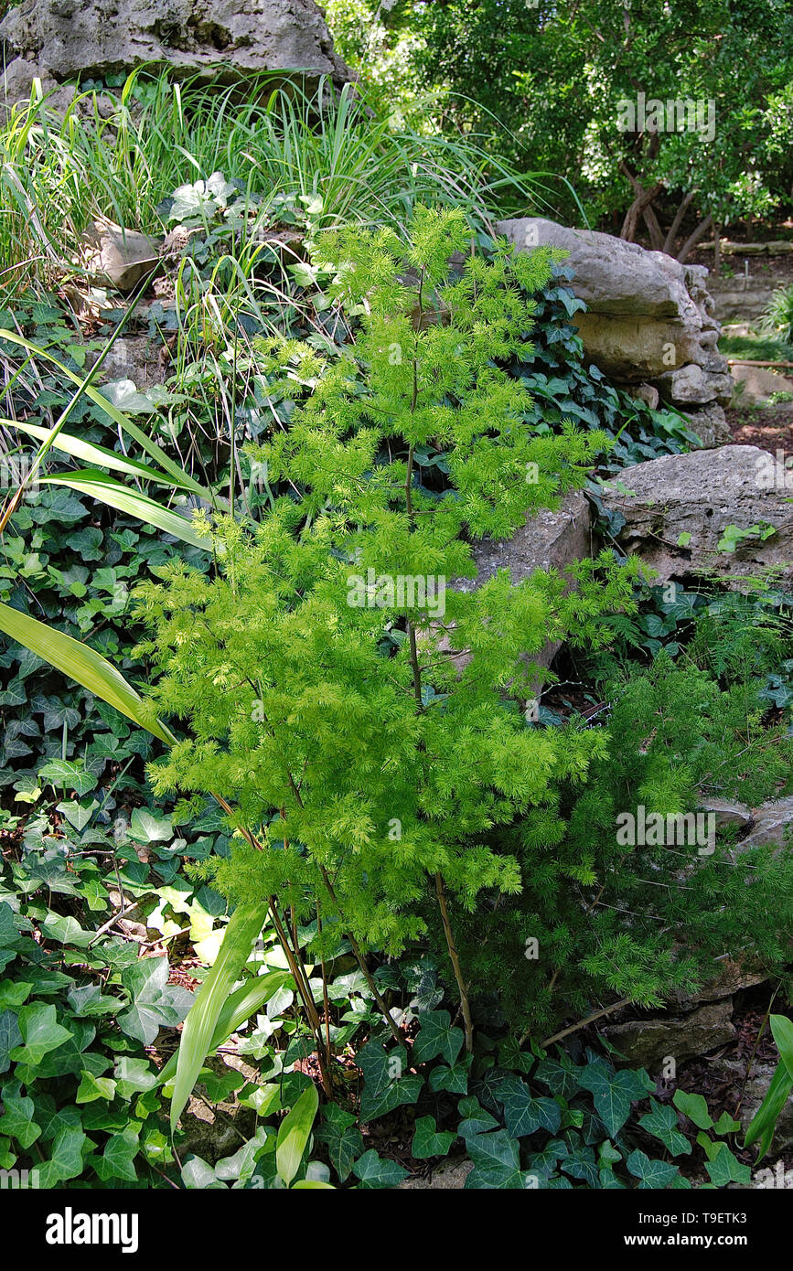 Japanese reed grass hi-res stock photography and images - Alamy