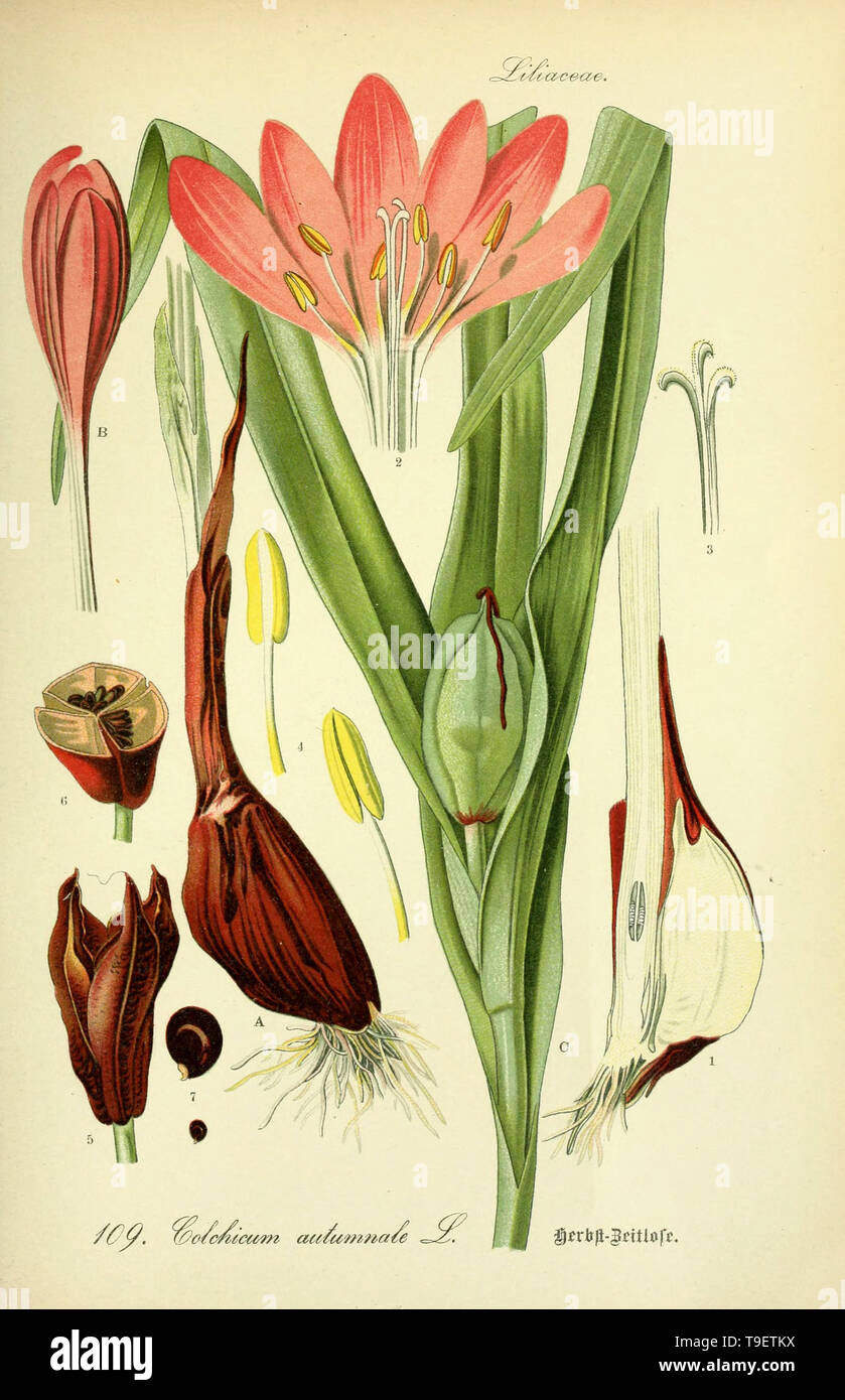 Beautiful vintage hand drawn illustrations of plants and flowers from ...