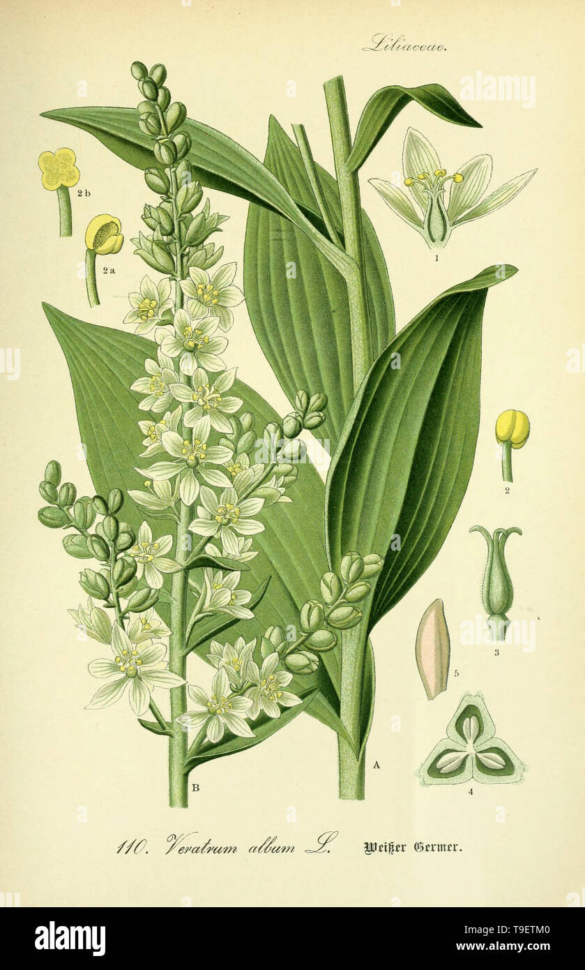 Beautiful vintage hand drawn illustrations of plants and flowers from ...