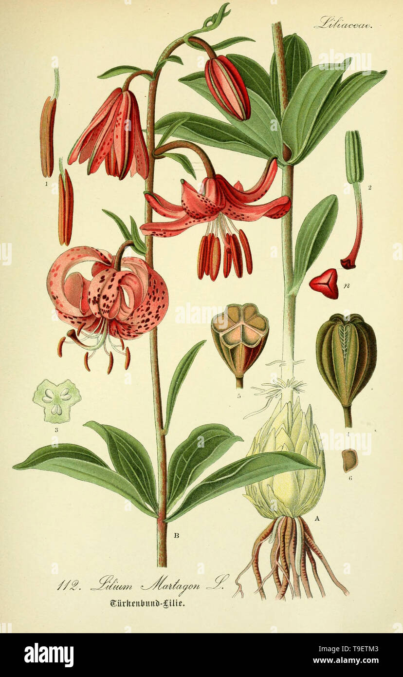 Beautiful vintage hand drawn illustrations of plants and flowers from ...