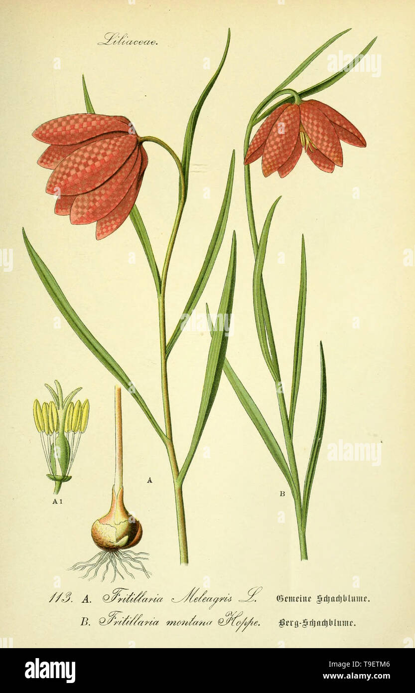 Beautiful vintage hand drawn illustrations of plants and flowers from ...