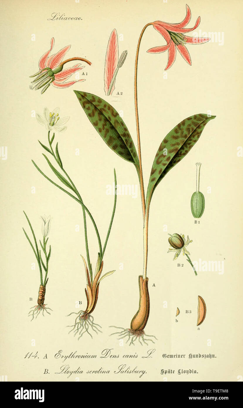 Beautiful vintage hand drawn illustrations of plants and flowers from ...