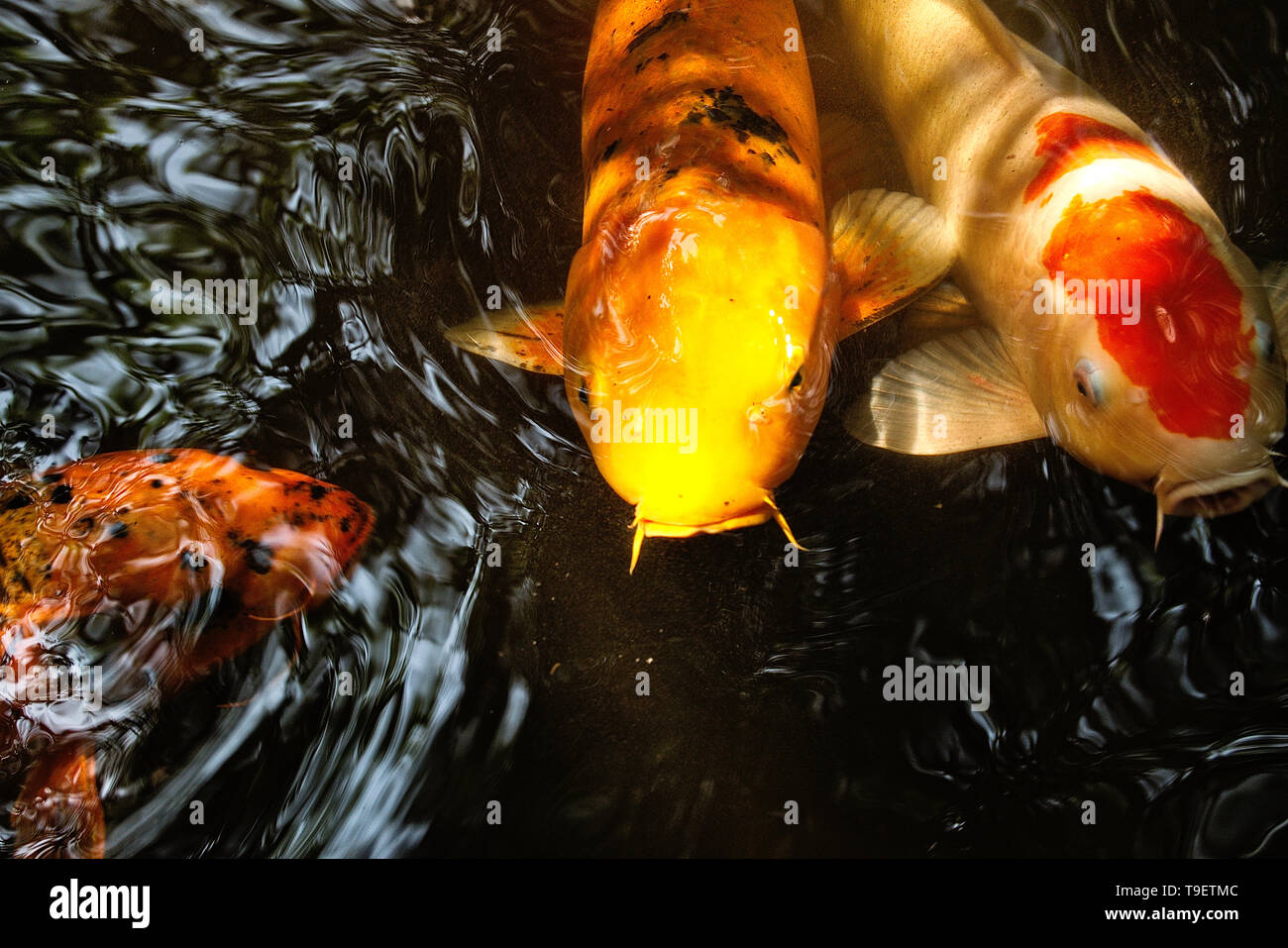 Colorful carp fish in a Japanese water pond Stock Photo - Alamy