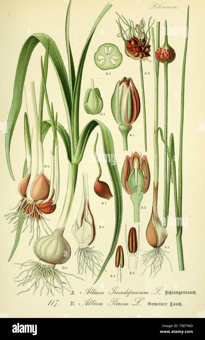 Beautiful vintage hand drawn illustrations of plants and flowers from ...