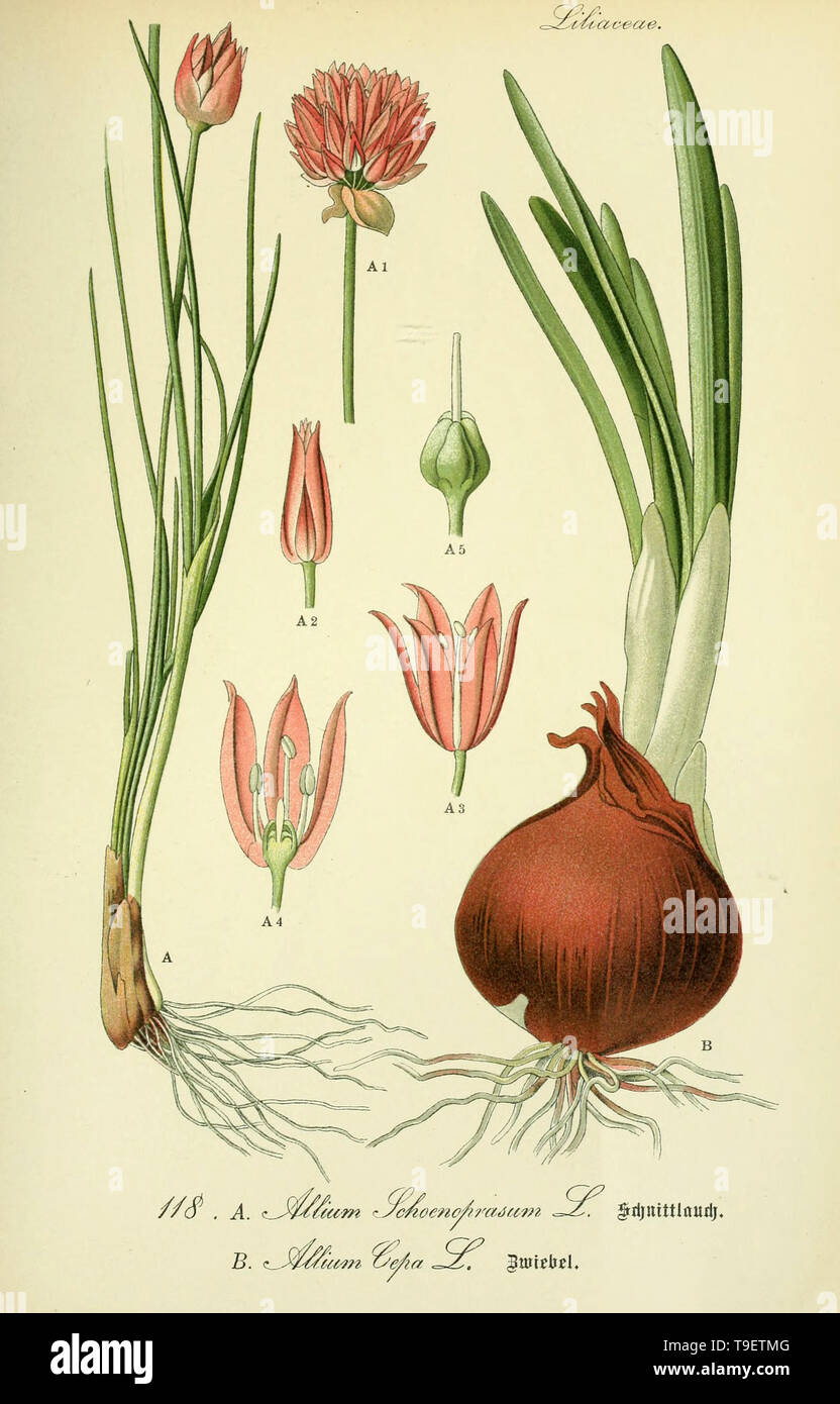 Beautiful vintage hand drawn illustrations of plants and flowers from ...