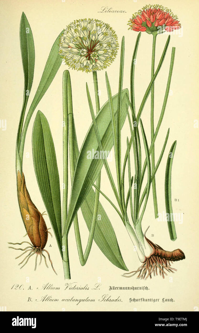 Beautiful vintage hand drawn illustrations of plants and flowers from ...