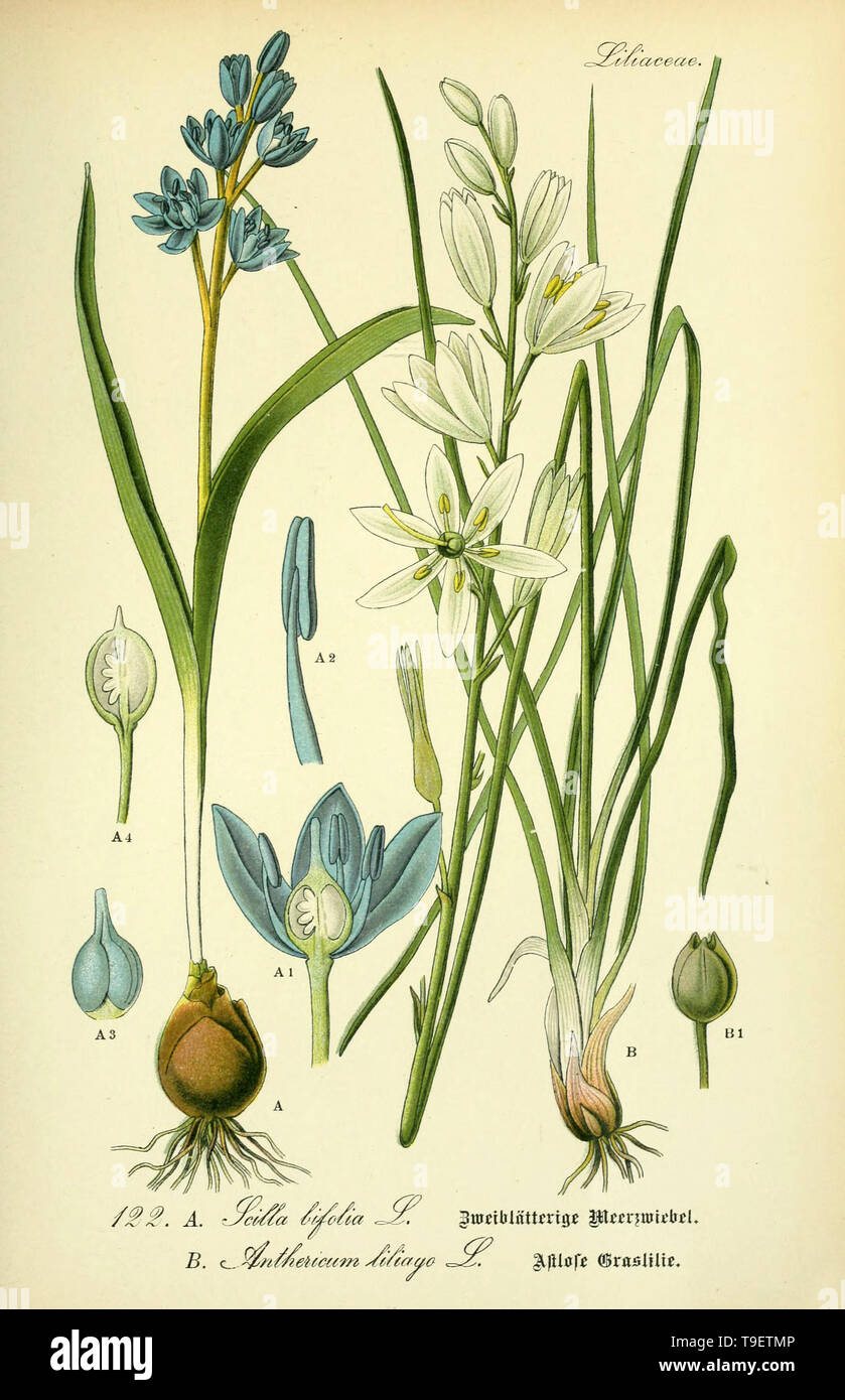 Beautiful vintage hand drawn illustrations of plants and flowers from ...