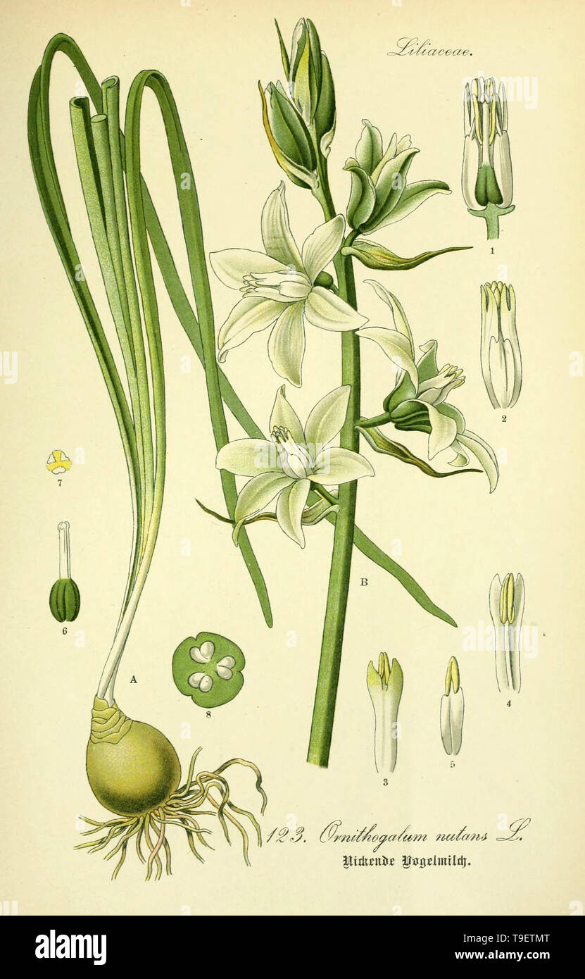 Beautiful vintage hand drawn illustrations of plants and flowers from ...