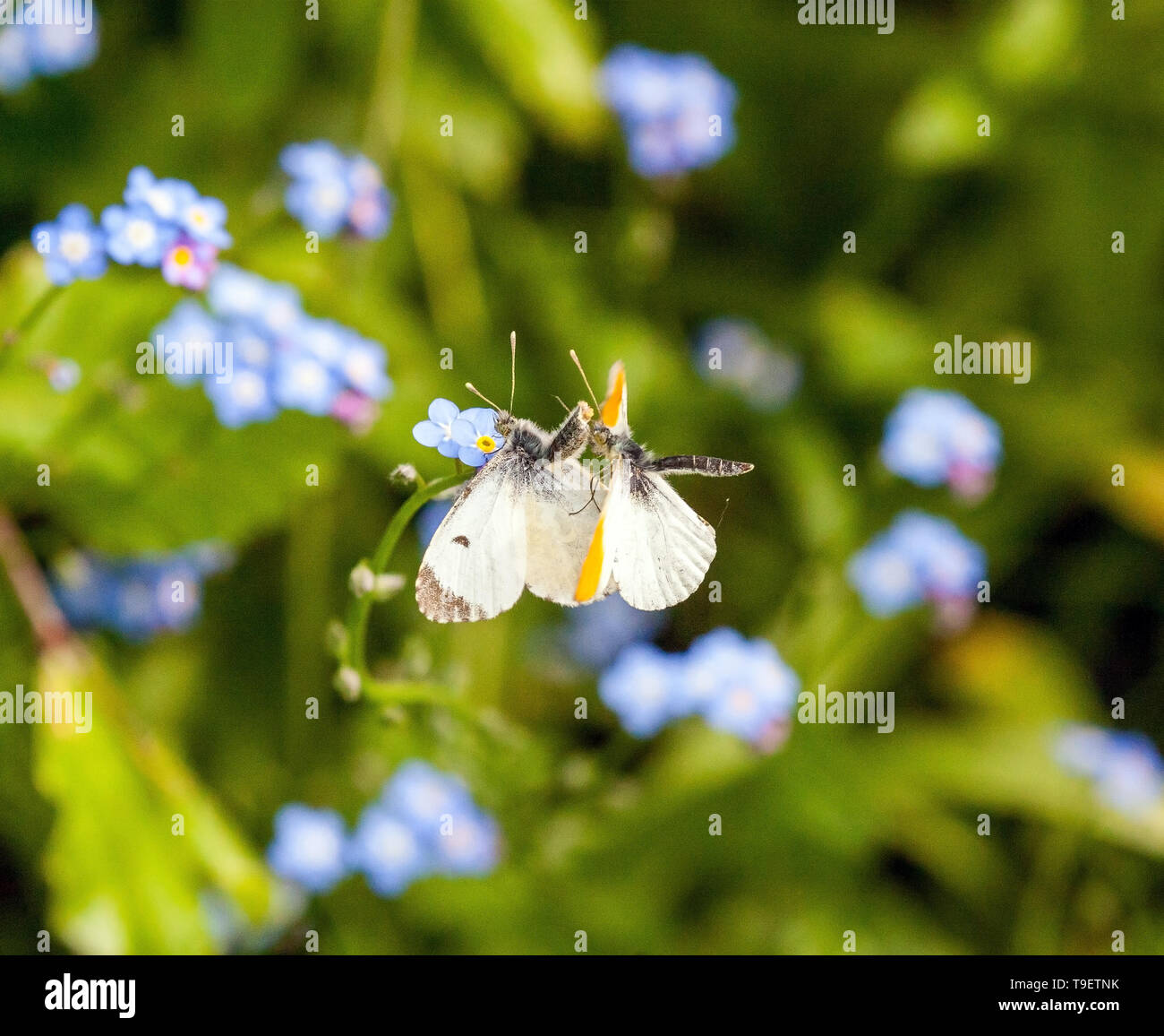 English butterflies hi-res stock photography and images - Alamy