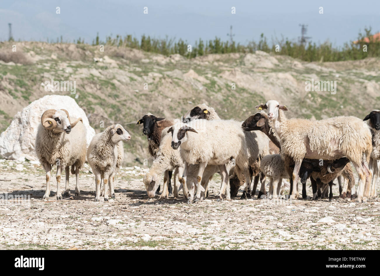 Sheep path line hi-res stock photography and images - Alamy