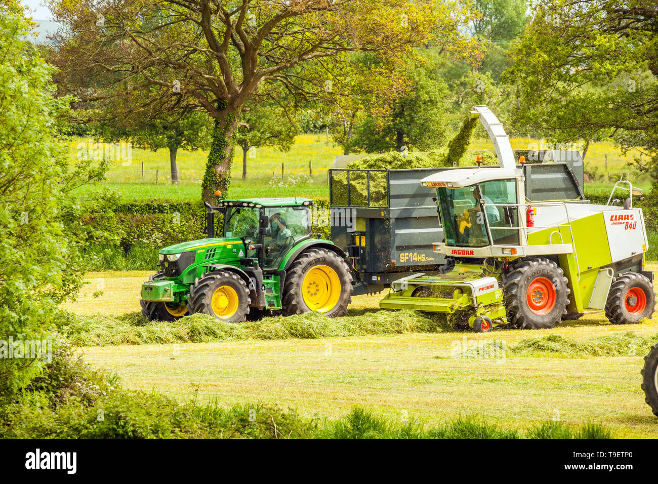 Farmer driving tractor and trailer along side a forage harvesters ...