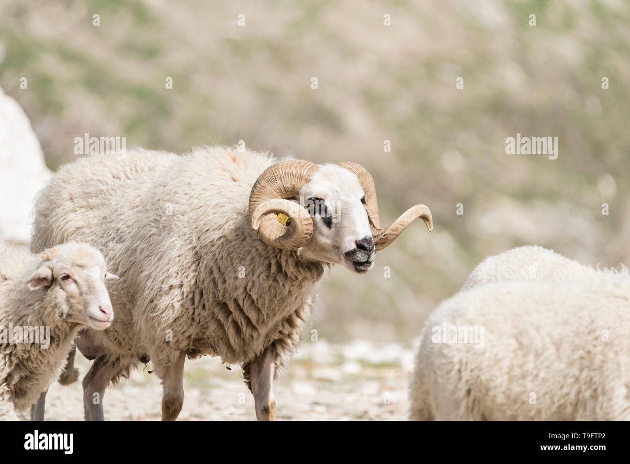 Woolley sheep hi-res stock photography and images - Alamy