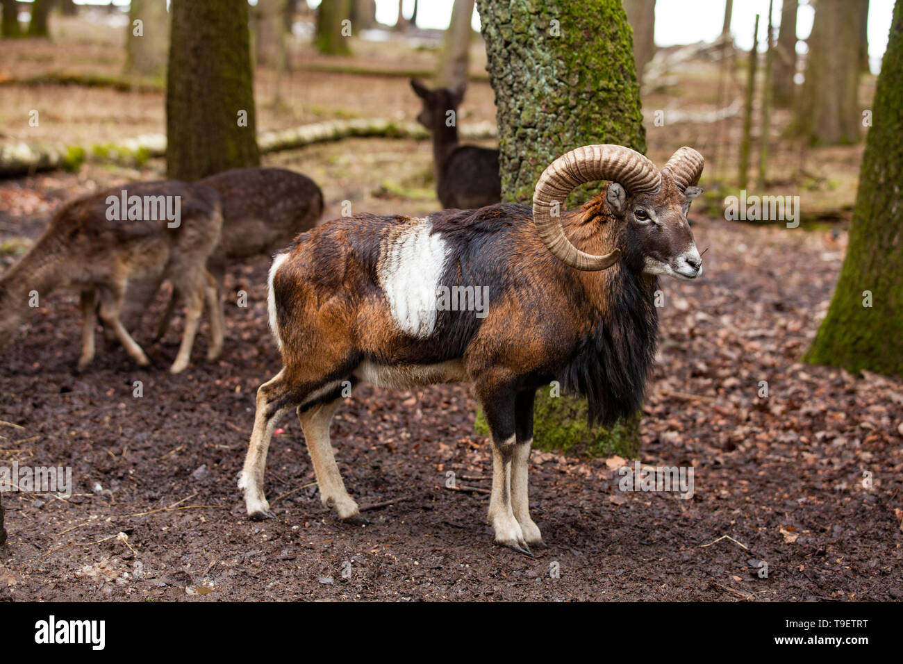 Mouflon Male (Ovis musimon) with big curvy horns in the German forest ...
