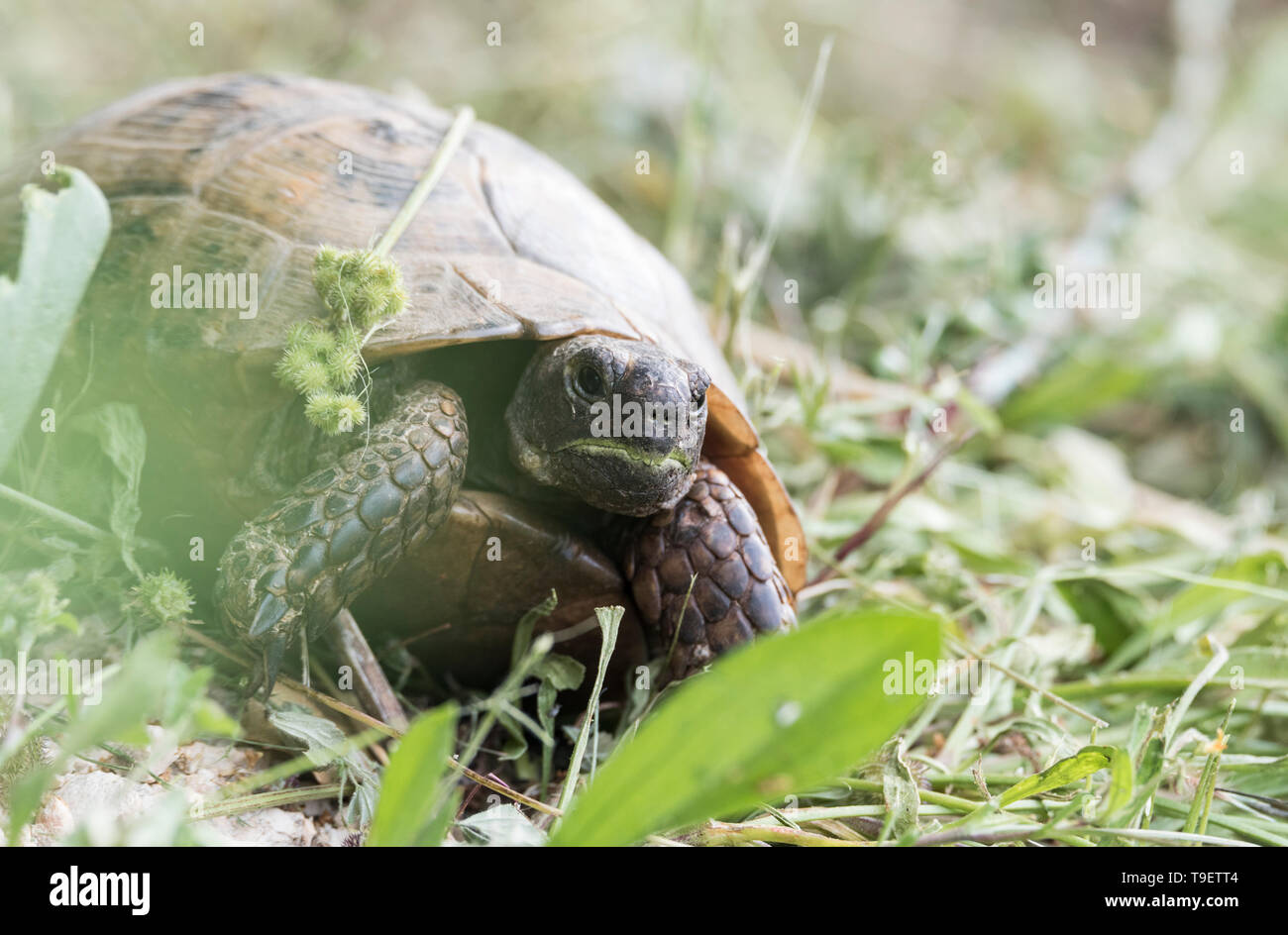 Spur-thighed Tortoise (Testudo graeca Stock Photo - Alamy