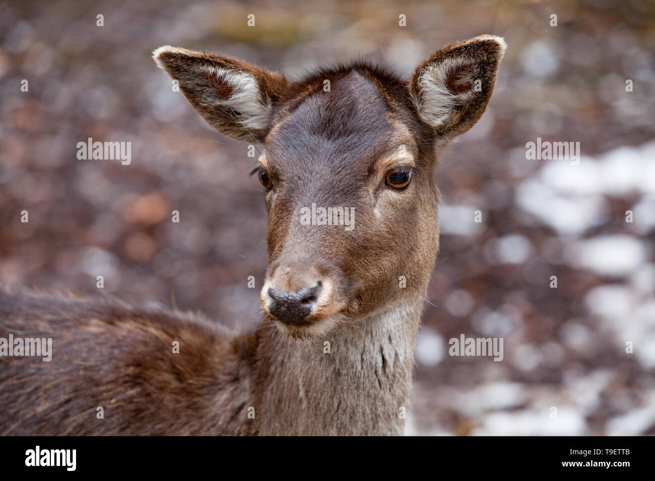 Portrait of Female Deer in a beautiful forest (Germany Stock Photo - Alamy