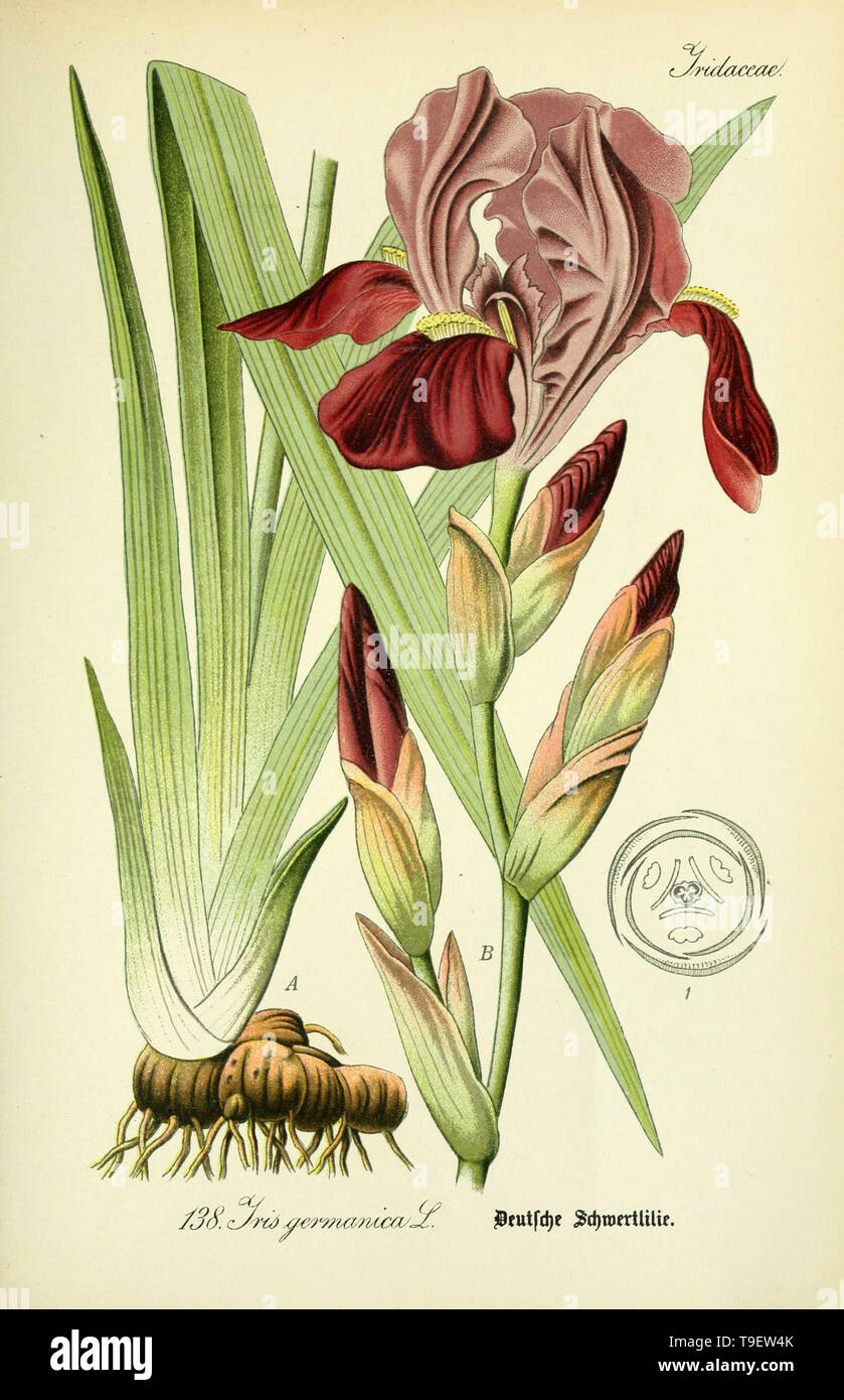 Beautiful vintage hand drawn illustrations of plants and flowers from ...