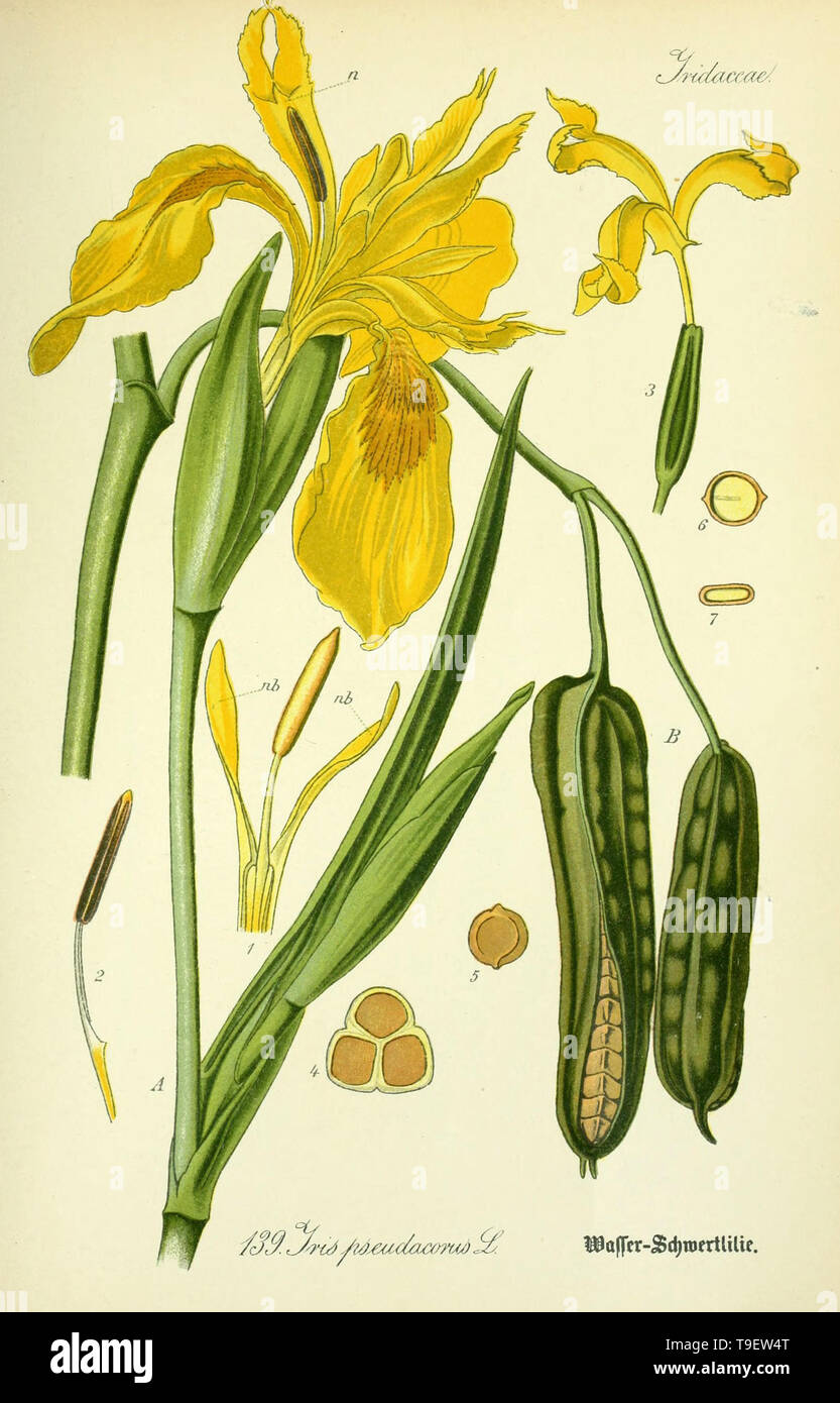 Beautiful vintage hand drawn illustrations of plants and flowers from ...